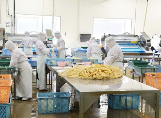Workers Process Sundried Daikon Radishes Factory Editorial Stock Photo ...