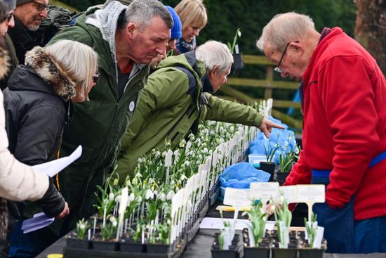 Annual Snowdrop Sale Myddelton House Gardens Editorial Stock Photo ...