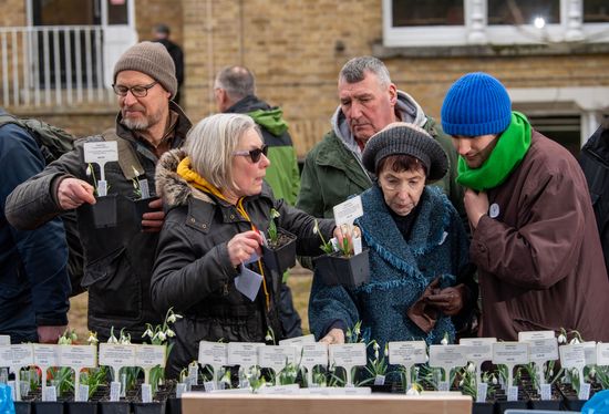 Annual Snowdrop Sale Myddelton House Gardens Editorial Stock Photo ...