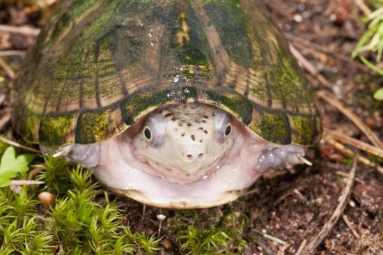 Loggerhead Musk Turtle Sternotherus Minor Native Editorial Stock Photo ...
