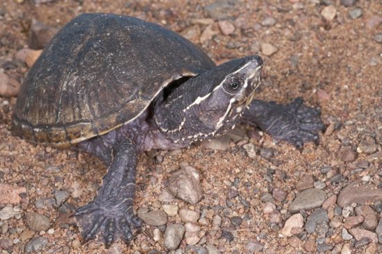 Common Musk Turtle Sternotherus Odoratus Stinkpot Editorial Stock Photo ...