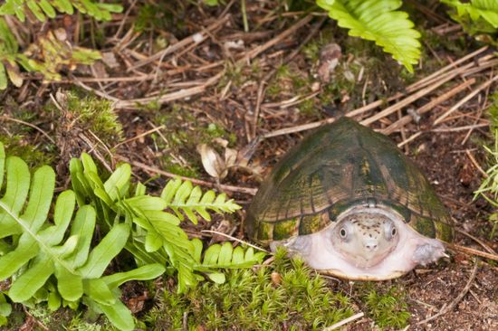 Loggerhead Musk Turtle Sternotherus Minor Native Editorial Stock Photo ...