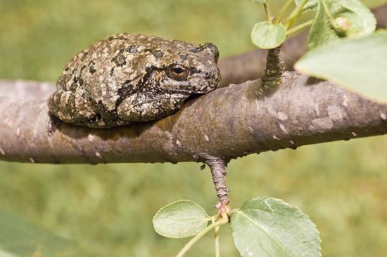 Copes Grey Tree Frog Hyla Chrysoscelis Editorial Stock Photo - Stock ...