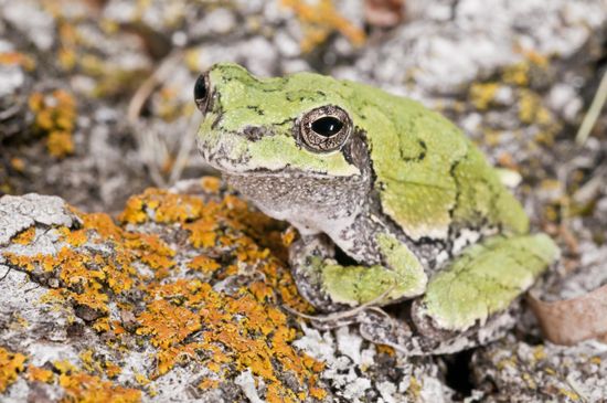 Copes Gray Tree Frog Hyla Chrysoscelis Editorial Stock Photo - Stock ...