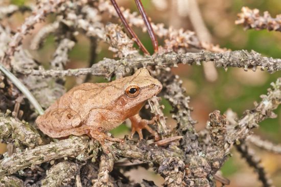 Northern Spring Peeper Pseudacris Crucifer Native Editorial Stock Photo ...