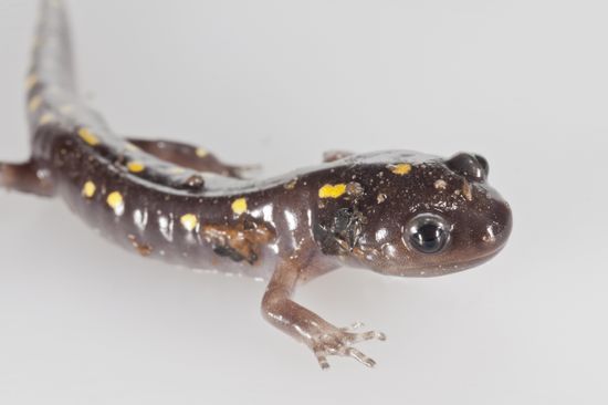Spotted Salamander Ambystoma Maculatum Native Eastern Editorial Stock ...