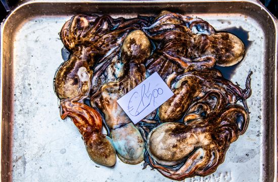 Historic Fish Market La Pescheria Cornucopia Editorial Stock Photo ...