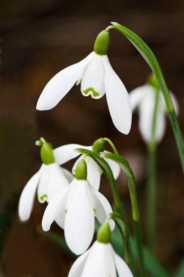 Small Clump Common Snowdrop Galanthus Nivalis Editorial Stock Photo ...