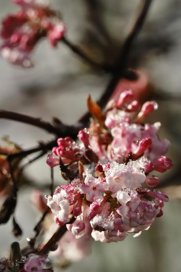 Winter Snowball Viburnum Germany Editorial Stock Photo - Stock Image ...