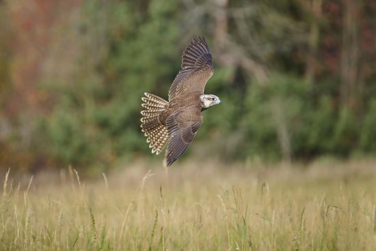 Saker Falcon Falco Cherrug Flight Editorial Stock Photo - Stock Image ...