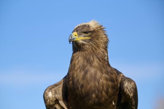 Steppe Eagle Aquila Nipalensis Adult Portrait Editorial Stock Photo ...