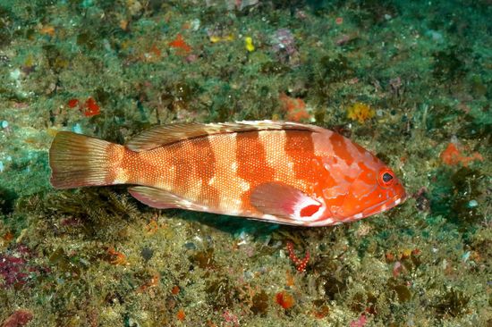 Half Moon Grouper Grouper Epinephelus Rivulatus Editorial Stock Photo ...