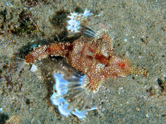 Little Dragonfish Eurypegasus Draconis Bony Fish Editorial Stock Photo ...