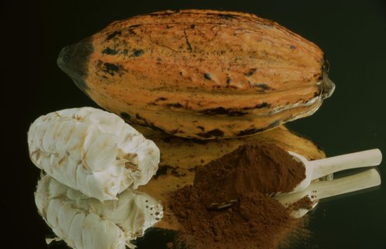 Exotic Fruits Ripe Cocoa Fruit Theobroma Editorial Stock Photo - Stock ...