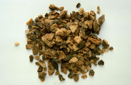Medicinal Plant Dried Root Common Chicory Editorial Stock Photo - Stock ...