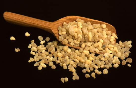 Medicinal Plant Frankincense Olibanum Indicum Contains Editorial Stock ...