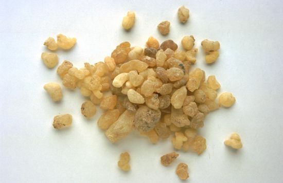 Medicinal Plant Frankincense Olibanum Indicum Contains Editorial Stock ...