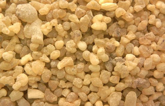 Medicinal Plant Frankincense Olibanum Indicum Contains Editorial Stock ...