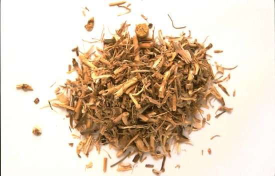 Natural Remedy Dried Couch Grass Elymus Editorial Stock Photo - Stock ...