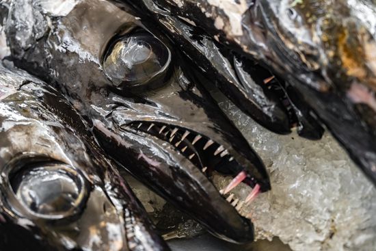 Edible Fish Scabbardfish Espada Mercado Dos Editorial Stock Photo ...