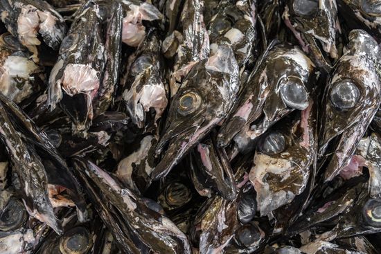 Edible Fish Scabbardfish Espada Mercado Dos Editorial Stock Photo ...
