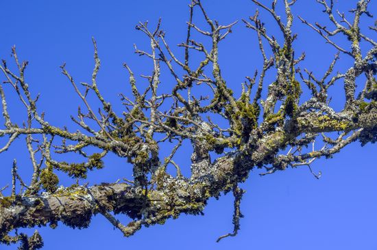 Bare Branches Moss Lichen Apple Tree Editorial Stock Photo - Stock ...