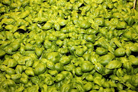 Small Field Basil Ocimum Basilicum Food Editorial Stock Photo - Stock ...