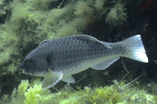 Mediterranean Parrotfish Sparisoma Cretense El Cabron Editorial Stock ...