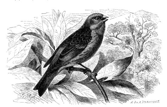 Bird Serinus Canarius Atlantic Canaries Serinus Editorial Stock Photo ...