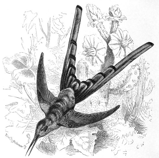 Bird Redtailed Comet Sappho Sparganurus Sappho Editorial Stock Photo ...
