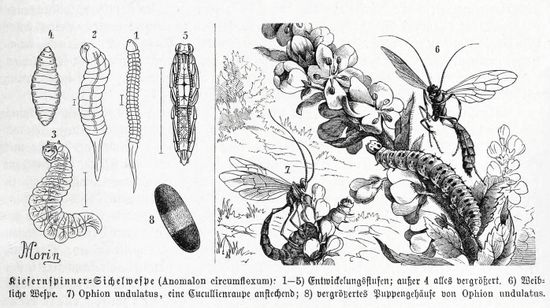 Insects Pine Moth Sickle Waspa Anomalon Editorial Stock Photo - Stock ...