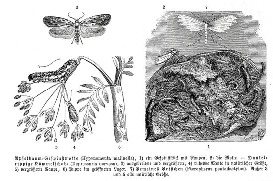 Insects Apple Tree Moth Hyponomeuta Malinella Editorial Stock Photo ...