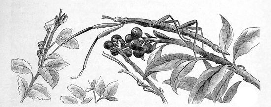 Insects Mediterranean Stick Insect Bacillus Rossius Editorial Stock ...