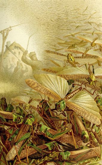 Insects Swarm Migratory Locust Locusta Migratoria Editorial Stock Photo ...