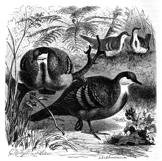 Bird Dagger Pigeons Gallicolumba Genus Pigeons Editorial Stock Photo ...