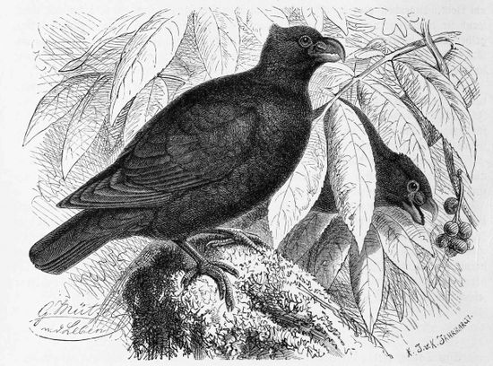 Bird Toothbilled Pigeon Didunculus Strigirostris Species Editorial ...