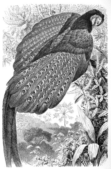 Bird Great Argus Argusianus Argus Argus Editorial Stock Photo - Stock ...