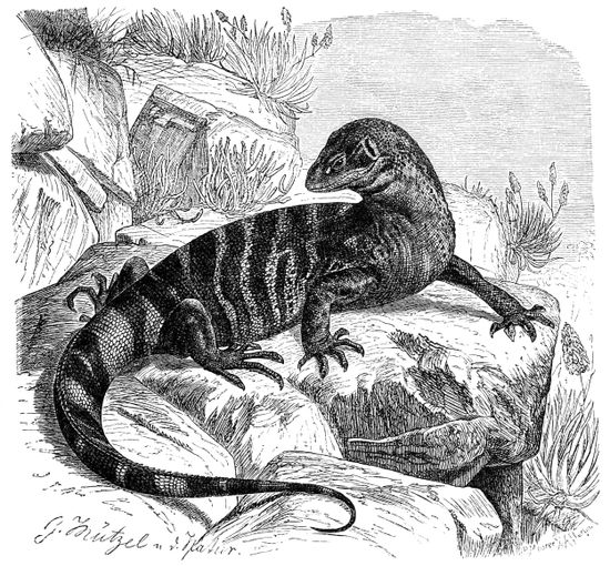 Rock Monitor Varanus Albigularis Cape Monitor Editorial Stock Photo ...