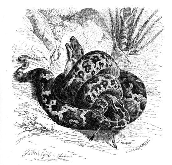 Reptiles Bright Indian Python Python Molurus Editorial Stock Photo ...