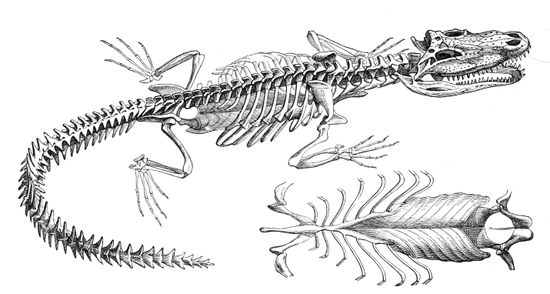 Reptiles Skeleton Sternum Crocodile Crocodylia Historical Editorial ...