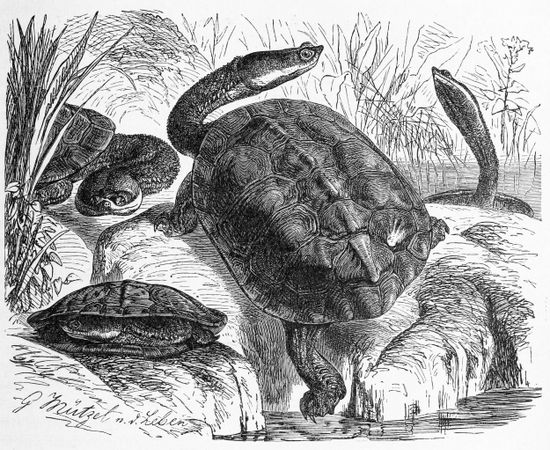 Reptiles Argentine Snakenecked Turtle Hydromedusa Tectifera Editorial ...