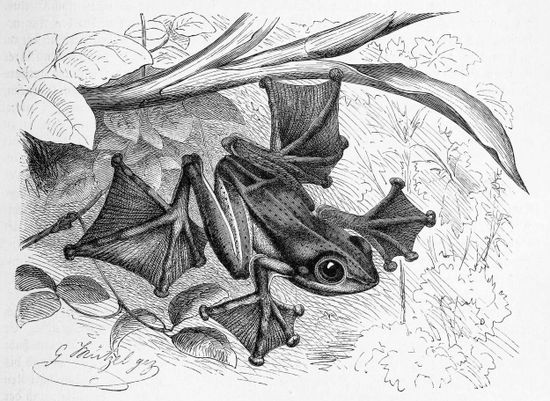 Reptiles Java Flying Frog Rhacophorus Reinwardtii Editorial Stock Photo ...