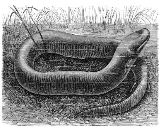 Reptiles Twotoed Amphiuma Amphiuma Means Species Editorial Stock Photo ...