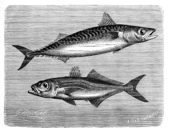 Fish Atlantic Mackerel Scomber Scombrus Atlantic Editorial Stock Photo ...