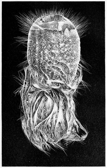 Pheronema Carpenteri Deepsea Sponge Historic Digitally Editorial Stock ...