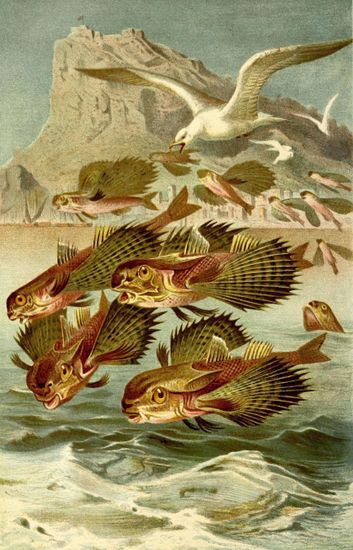 Fish Flying Fowl Dactylopterus Volitans Species Editorial Stock Photo ...