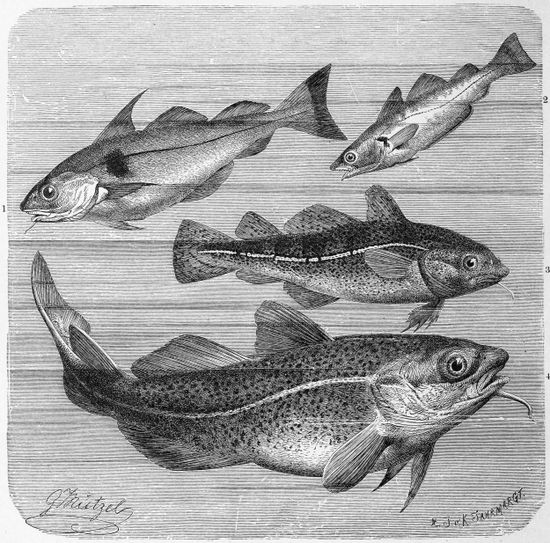 Fish 1 Haddock Gadus Aeglefinus Aiglefin Editorial Stock Photo - Stock ...