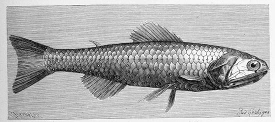 Fish Sardine Lanternfish Scopelus Engraulis Diaphus Editorial Stock ...