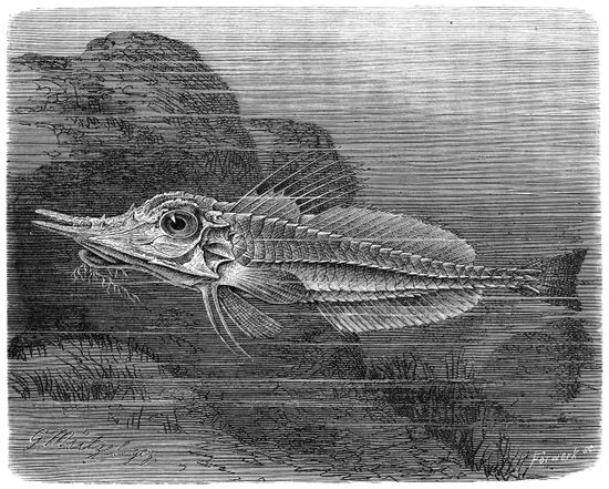 Fish Malarmat Peristedion Cataphractum Armoured Searobin Editorial ...