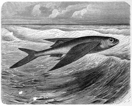 Fish Swallowfish Exocoetus Volitans Fish Flying Editorial Stock Photo ...